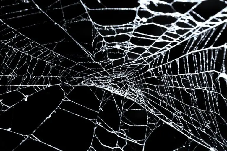 Why Are There So Many Cobwebs Inside and Outside Your Home? | Mobile ...