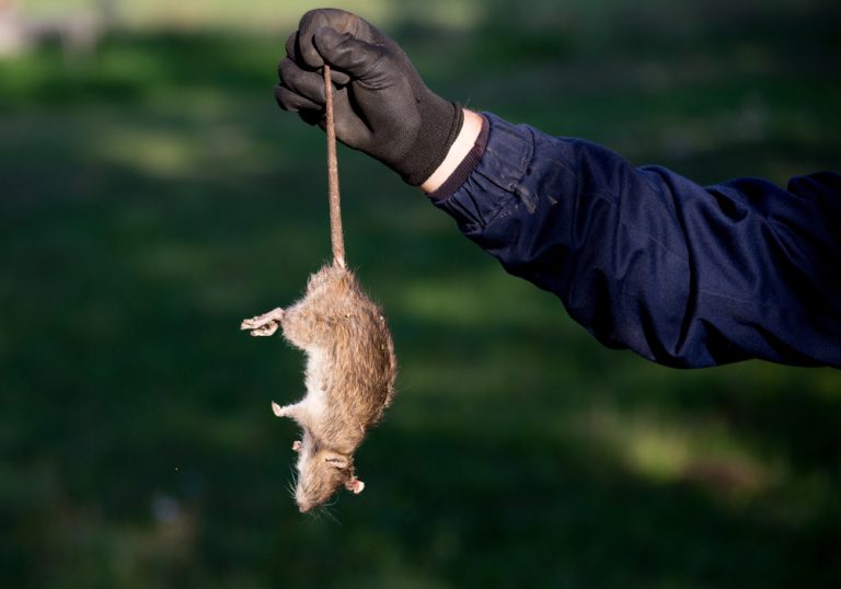 Can You Leave a Dead Rat in the Wall? | Mobile Home Repair Tips